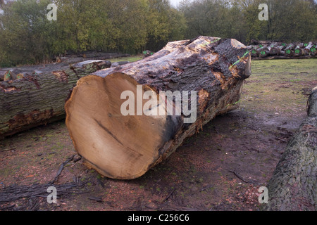 Felled oak tree trunks en-route to a saw mill Stock Photo - Alamy
