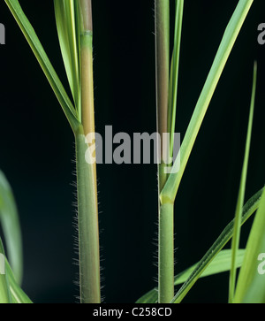 Itch grass or raoulgrass Rottboellia cochinchinensis culm at grass ...