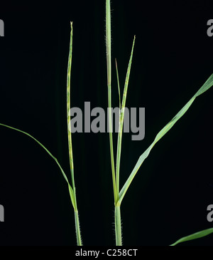Itch grass or raoulgrass (Rottboellia cochinchinensis) hairy stem and ...