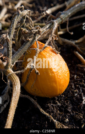 Organically grown squash Stock Photo - Alamy