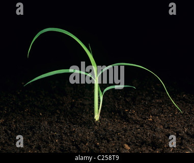 Itchgrass (Rottboellia cochinchinensis) tillering plant Stock Photo - Alamy