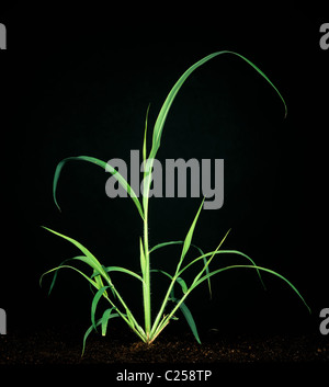 Itch grass or raoulgrass (Rottboellia cochinchinensis) hairy stem and ...