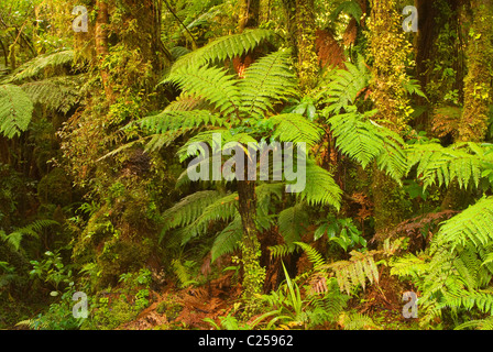 Temperate rainforest near Fox Glacier, Westland, New Zealand Stock ...