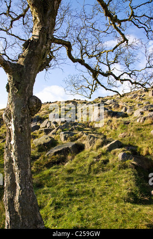 The Bronte Way towards Top Withins Stock Photo - Alamy