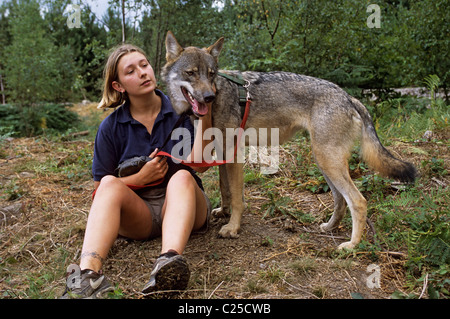 Hand raised European wolf (Canis lupus) with keeper, Wildwood Trust ...