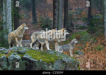 European wolf (Canis lupus), Captive, Bavarian National Park, Germany ...
