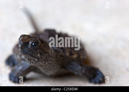 baby snapping turtles turtle reptile shell animal Stock Photo - Alamy