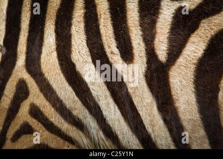 Pattern of zebra skin useful for background Stock Photo - Alamy