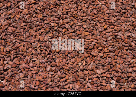 Cocoa beans from Ambanja, Madagascar Stock Photo - Alamy