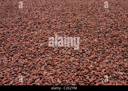 Cocoa beans from Ambanja, Madagascar Stock Photo - Alamy