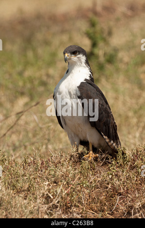 African Red-tailed Buzzard (Buteo auguralis) in flight with its wings ...