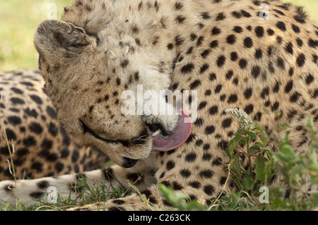 Stock photo of a cheetah grooming himself Stock Photo - Alamy