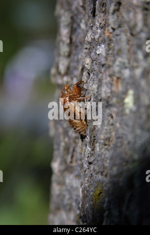 Empty Shell of Cicada Stock Photo - Alamy