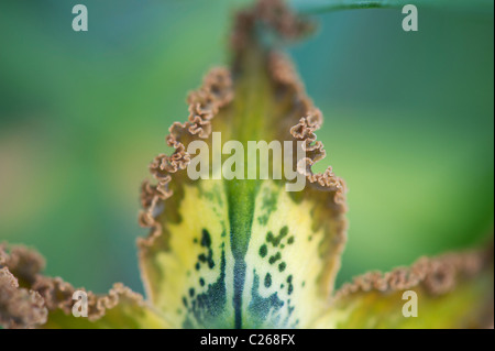 Ferraria Divaricata Flower Stock Photo - Alamy