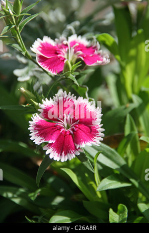 Bright Sweet William flowers Dianthus barbatus flowering in a garden ...