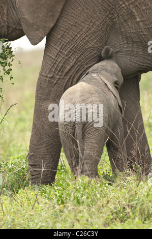 Stock photo of an elephant calf nursing on the Serengeti plains Stock ...