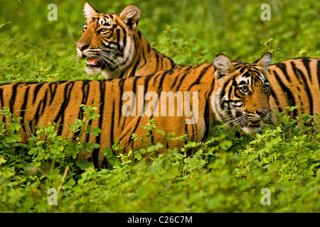 Tiger in green bushes of Ranthambhore after the monsoon rains Stock ...