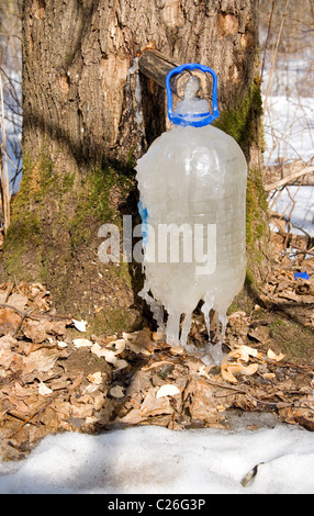 Frozen tree sap Stock Photo - Alamy
