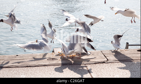 Seagulls squabbling over discarded chips at quayside Poole Dorset ...