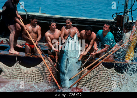 Mattanza fishermen landing giant Bluefun tuna. Favignana - Italy Stock ...