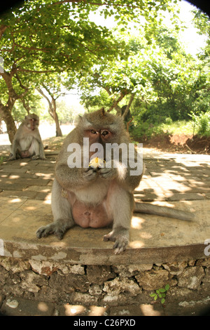 Cute Fat Long Tailed Macaque Monkey in Uluwatu, Bali, Indonesia Stock ...
