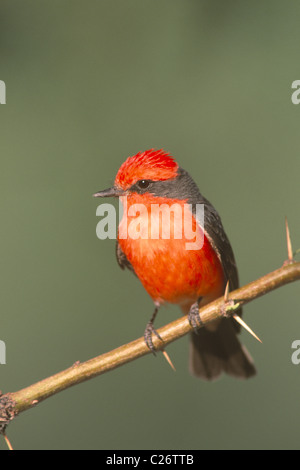 Vermilion Flycatcher (Pyrocephalus rubinus), Aves, Apan, Hgo., México ...