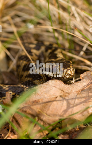 The adder is watching you Stock Photo - Alamy
