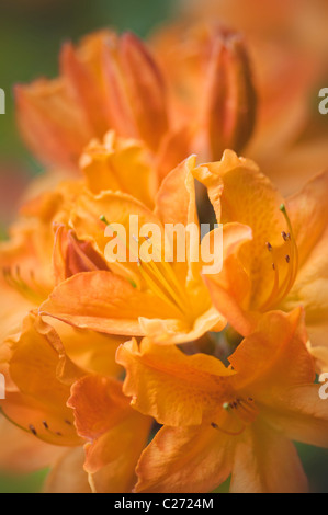 Rhododendron - garden flowers in May Stock Photo - Alamy