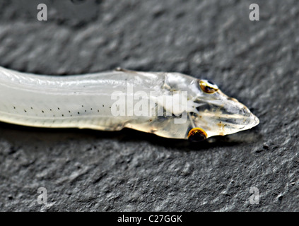 See-through fish Chinese fisherman Sha Zhijiang shows off a transparent ...