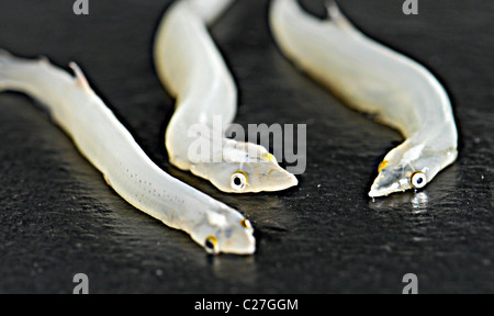 See-through fish Chinese fisherman Sha Zhijiang shows off a transparent ...