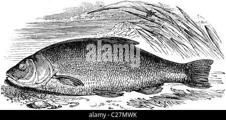 Tench (Tinca tinca), drawing Stock Photo - Alamy