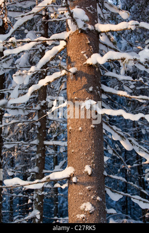 Norway Spruce (Picea abies). Trunk with resin running down from an ...