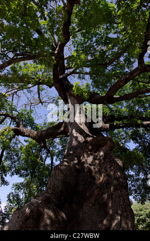 A very old Ceiba tree, Ceiba pentandra, in a park in San Bartolo ...