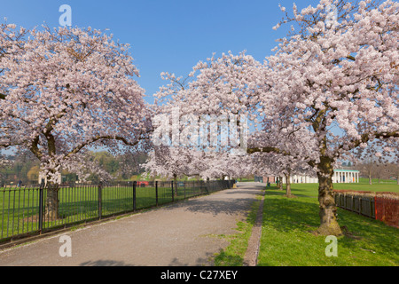Cherry tree blossom Stock Photo - Alamy