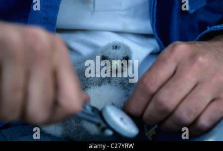 Merlin Falcon chick, Denali National Park, Alaska, raptor, hunter, bird ...