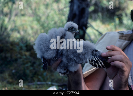 Merlin Falcon chick, Denali National Park, Alaska, raptor, hunter, bird ...