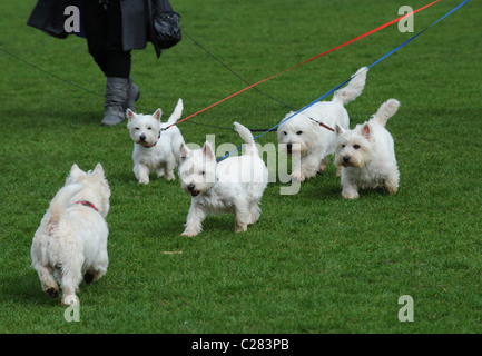 A group of West Highland Terriers or Westies walking with their owners ...