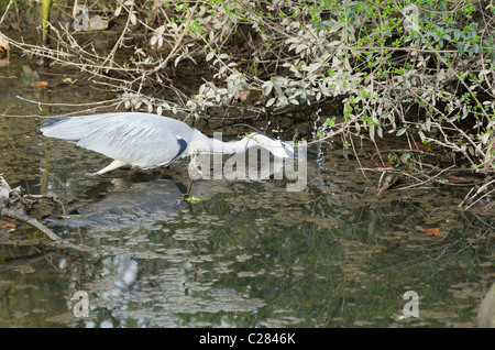 Heron hunting for fish beside the Thames at Richmond, Surrey Stock ...
