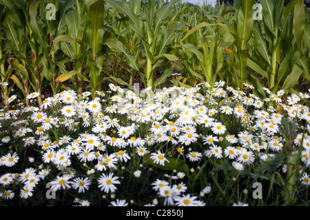 Bellis perennis is a common European species of daisy, of the ...