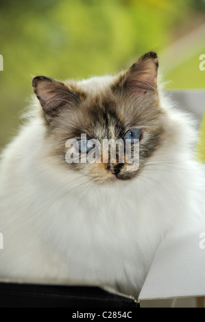 Birman Cats, Sacred Birman Stock Photo - Alamy