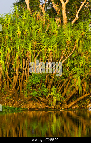 A large stand of Water Pandanus on a billabong shore at dawn Stock ...