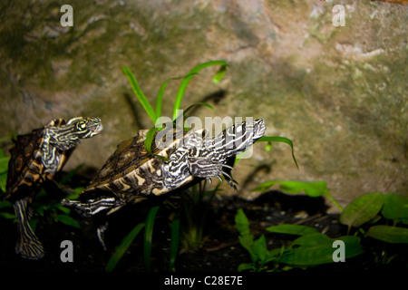 Ringed Sawback Turtle (Graptemys oculifera Stock Photo - Alamy