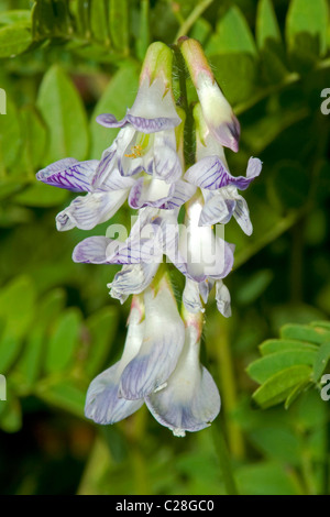 Wood Bitter-vetch, Vicia orobus - rare plant of western Britain Stock ...