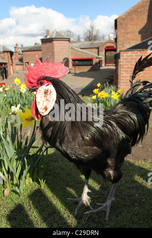 Estate of Tatton Park, England. Rooster at Tatton Park’s Home Farm ...