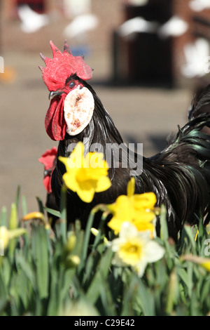 Estate of Tatton Park, England. Rooster at Tatton Park’s Home Farm ...