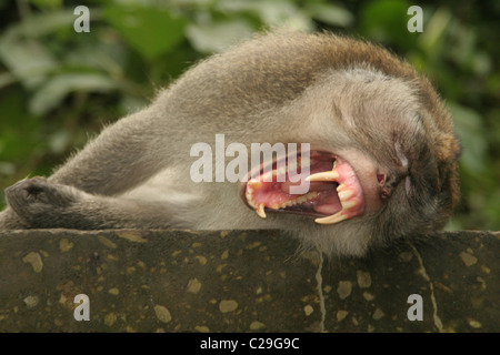 Macaque monkey showing his teeth Stock Photo - Alamy