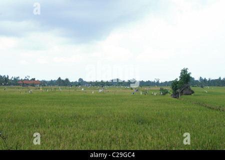 Rice Patty Field in Bali, Indonesia Stock Photo - Alamy