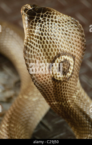 Naja siamensis, Siam Cobra Stock Photo - Alamy