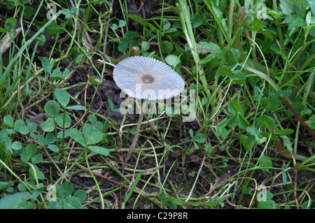 Pleated Ink-cap (Parasola plicatilis Stock Photo - Alamy