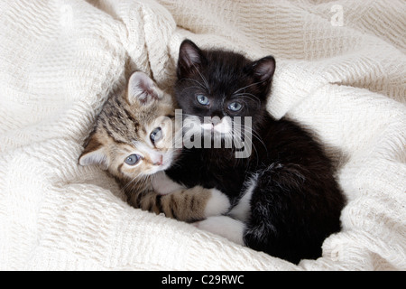 Two newborn tabby kittens sleep in hugs, closeup Stock Photo - Alamy